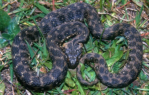 Reptiles and Amphibians: Culebra viperina (Natrix maura)