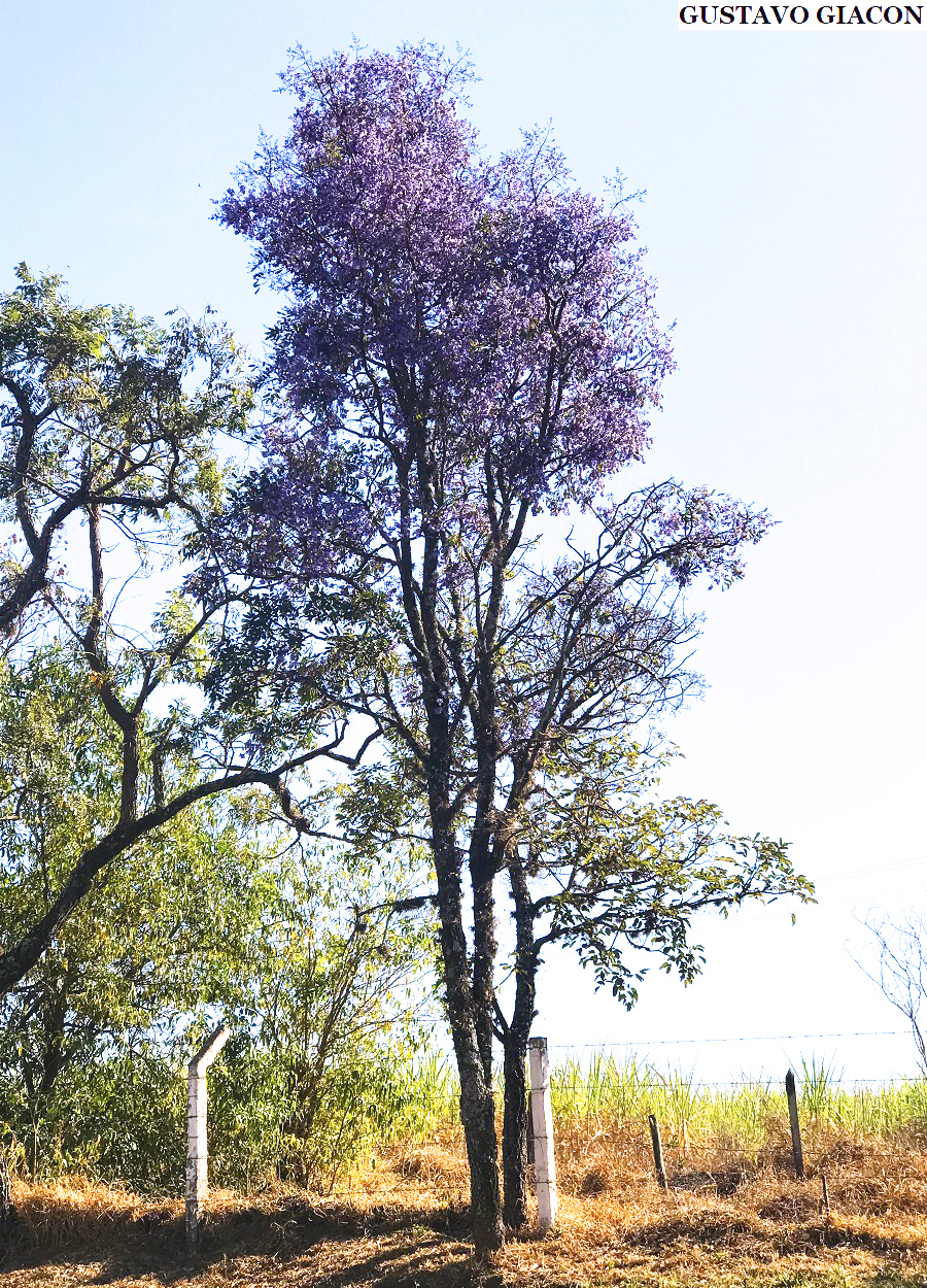 Plantas do Cerrado Paulista: Bowdichia virgilioides - Fabaceae