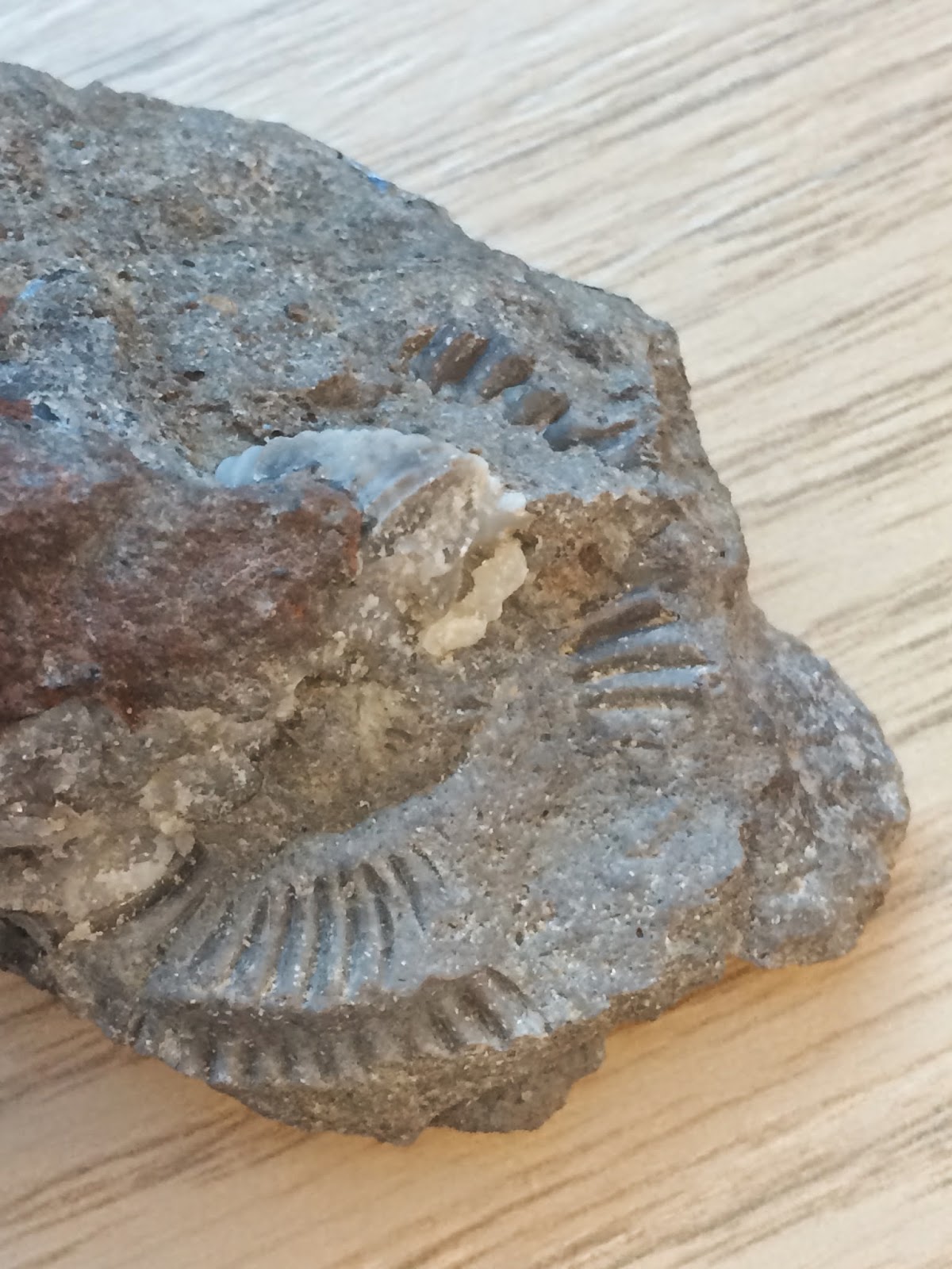 Broadford Primary: Caitlin's Amazing Fossil Hunt