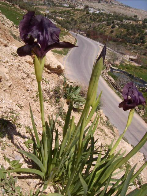 No viviendo en un mundo vivo: The Black Iris