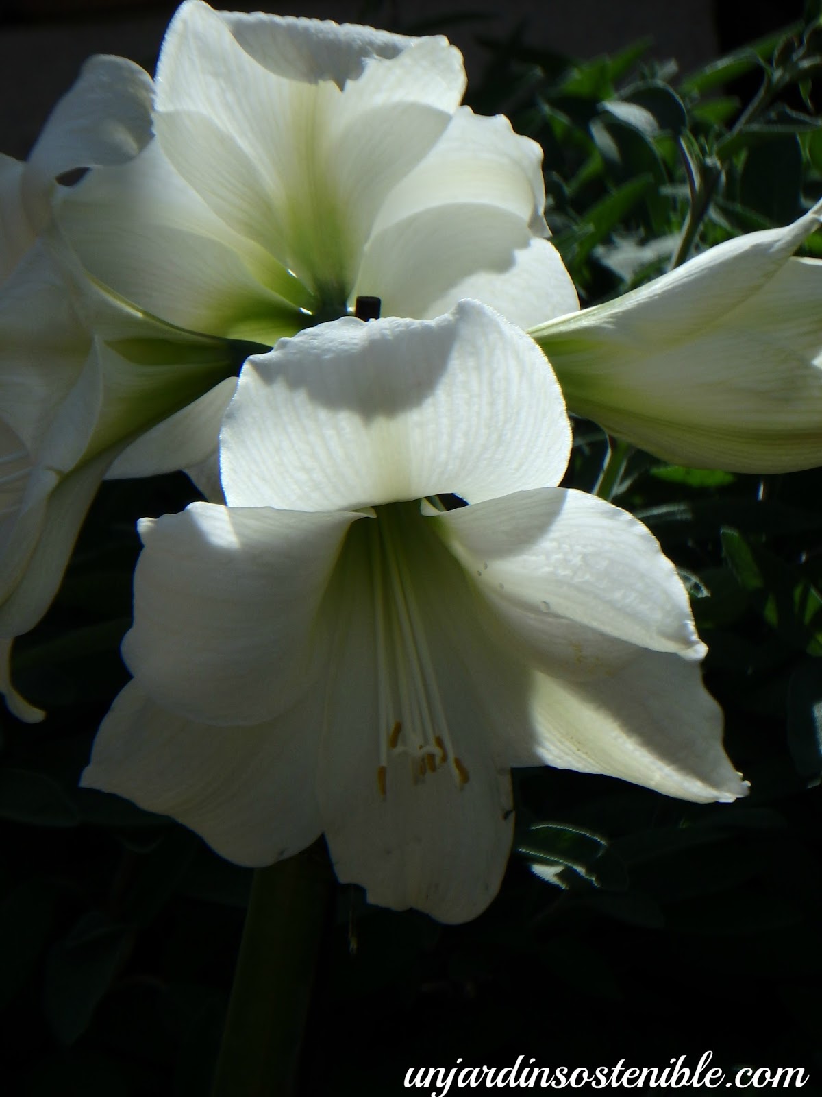 Hippeastrum (amaryllis, Amararilis, Hipeastrum)