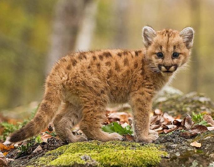 Animales: El Puma