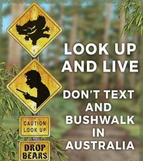 Mal's Gherkin Pram: Drop Bear Awareness