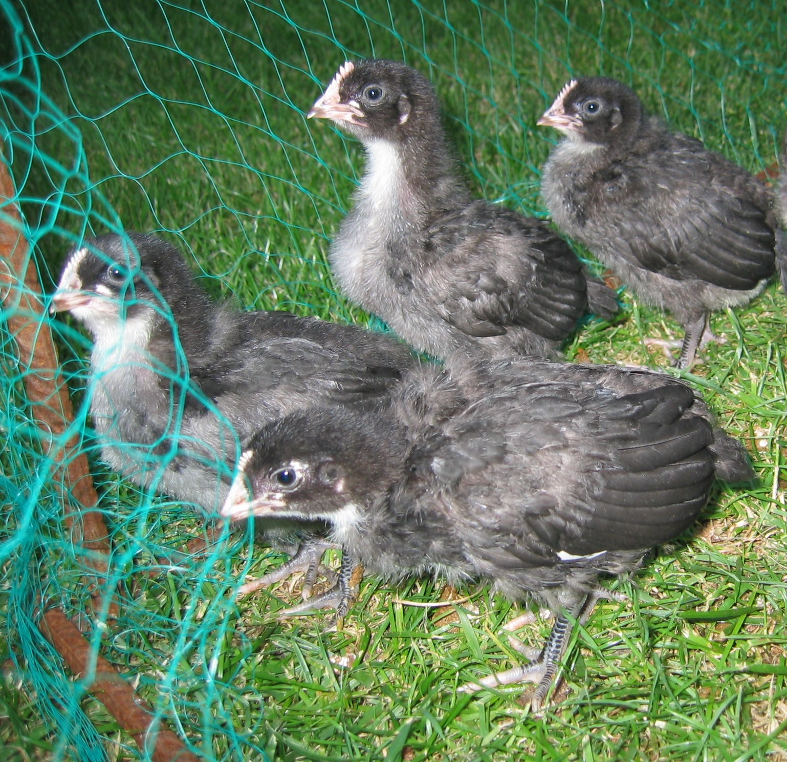 EL HUERTO DE CHOLO MORATALLA: LA HISTORIA DE PANDA