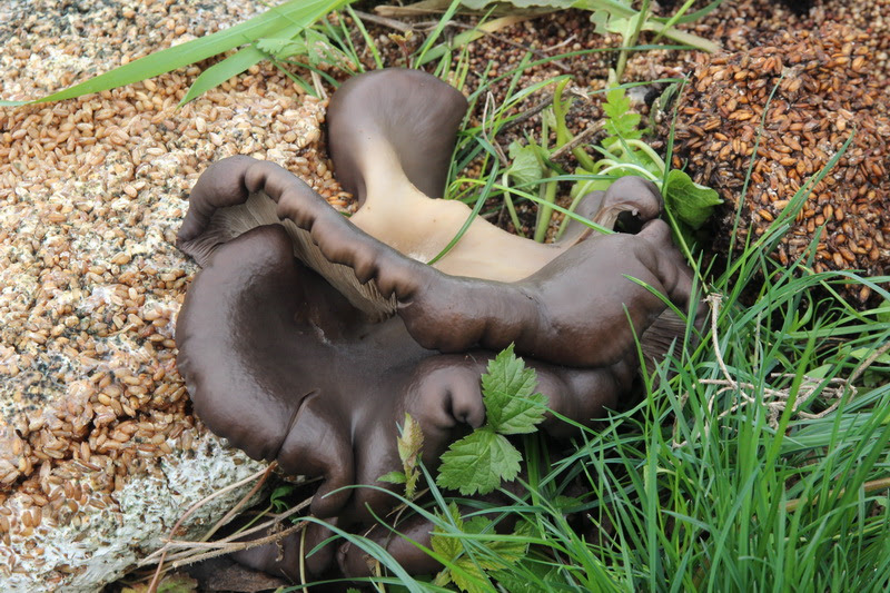 El mundo microscópico de los hongos: Pleurotus ostreatus (Jacq ex Fr)Kum