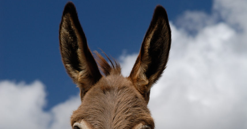 Life is Sweet: Burra...