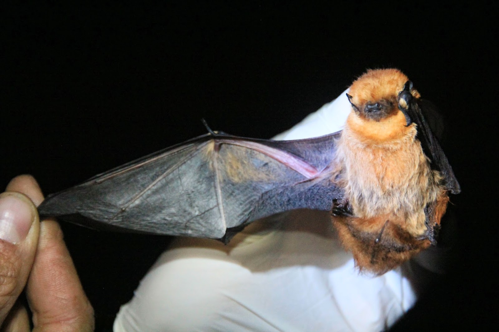 ConserBat Chile: Murcielagos de Chile