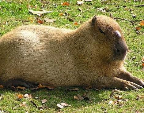Capybara Animals | Amazing Facts & Latest Pictures | All Wildlife ...