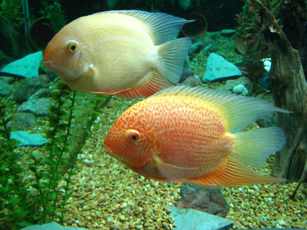 Shamudra Bilash: Parrot & Angel Fish