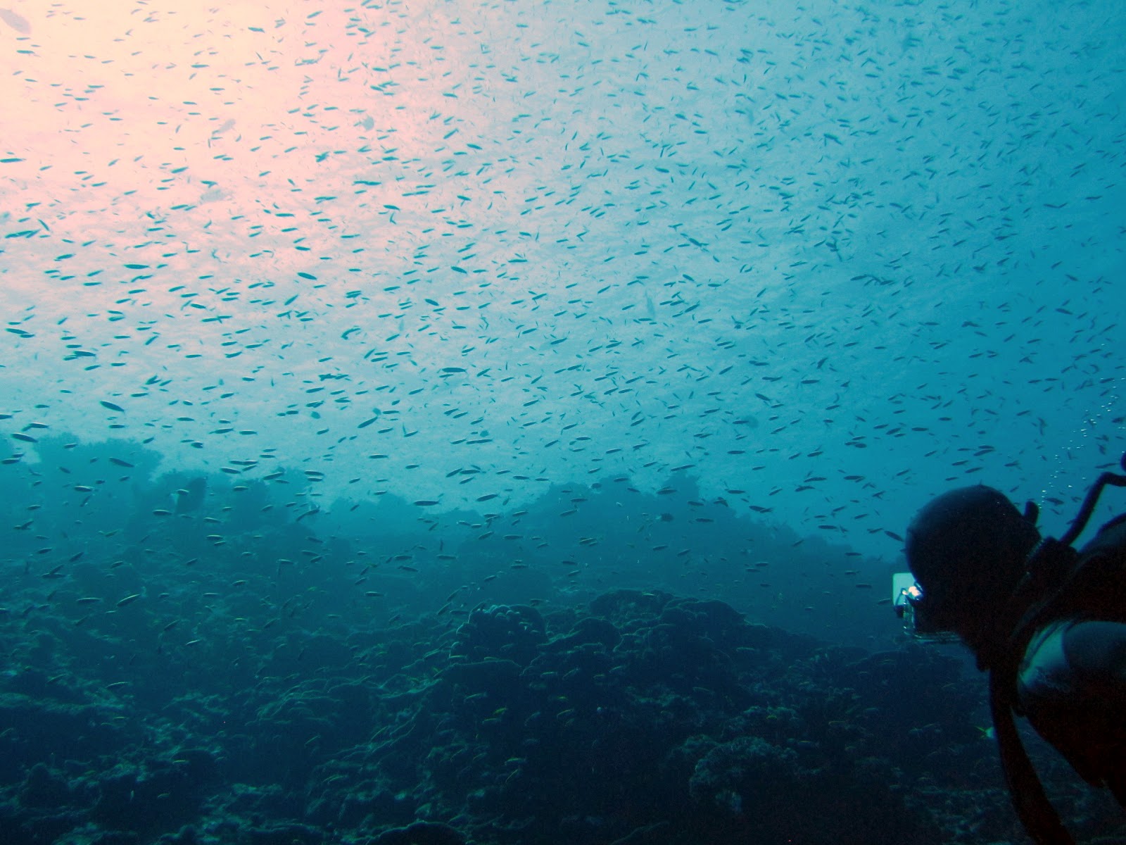NOAA Coral Reef Ecosystem Division – Mission Blog: Portraits of an ...