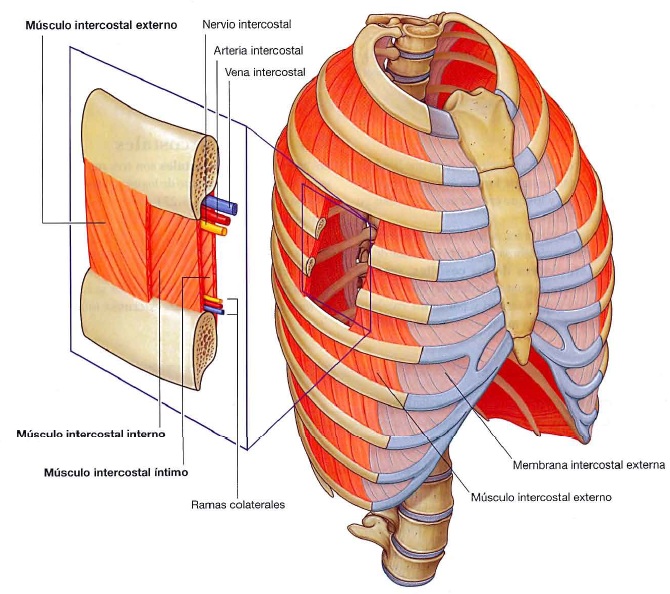 Miología Tórax - Kinesiología para Estudiantes