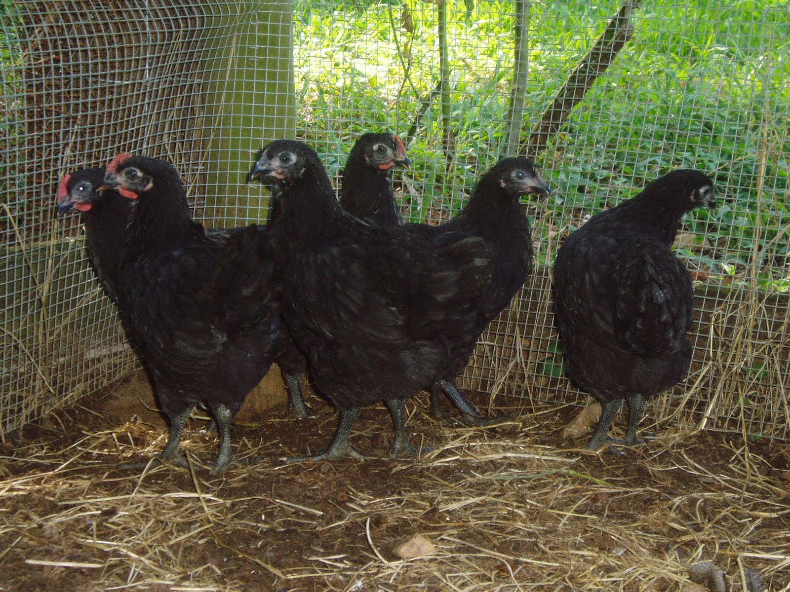 Pretty Java Pullets and Cockerels