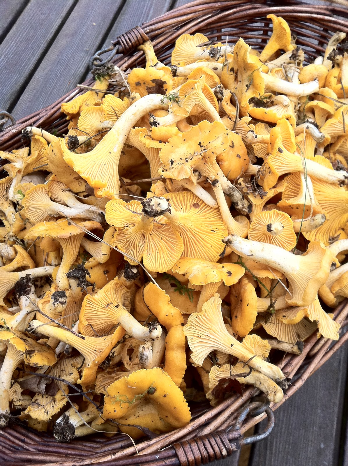 KIRKESJOV: Kantarel-millionær!