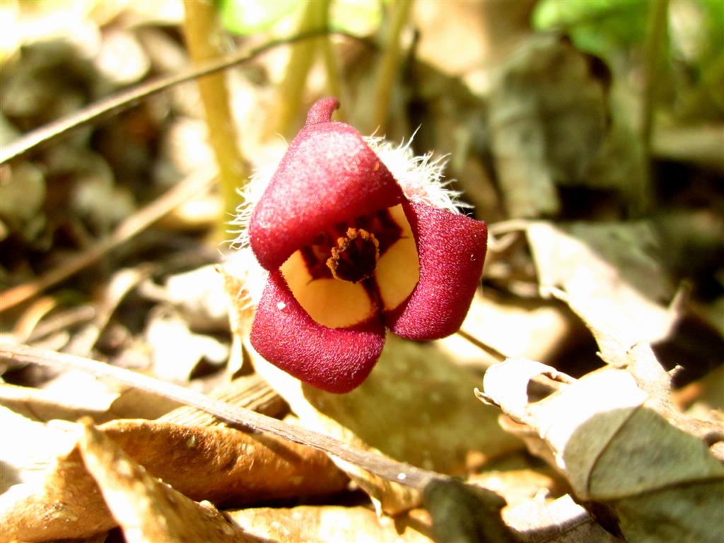 All about trees and plants: Southwest Michigan