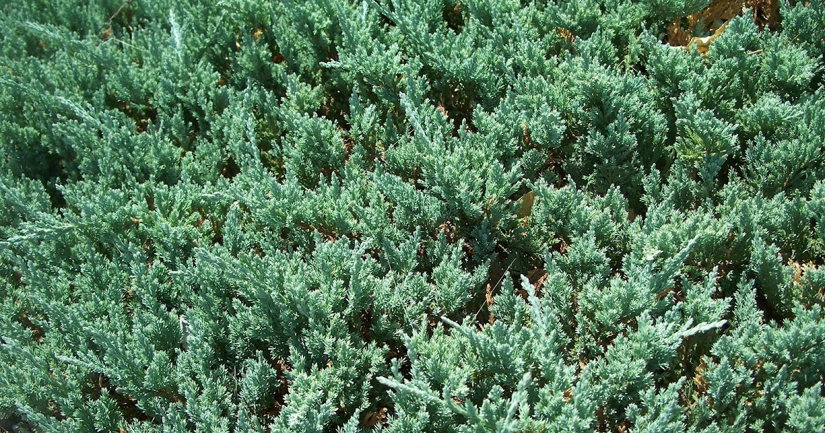 Blue Rug Juniper