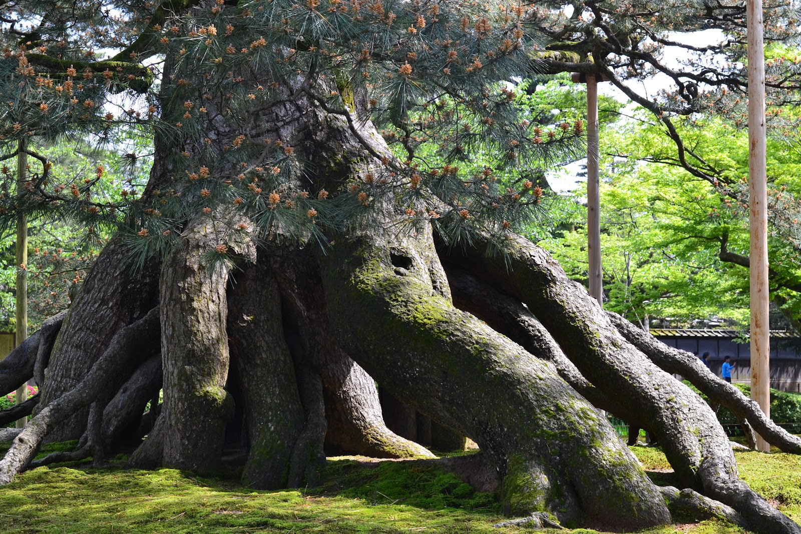 Victoria In Japan Land: Giant Matsu Tree: Kenrouken Gardens