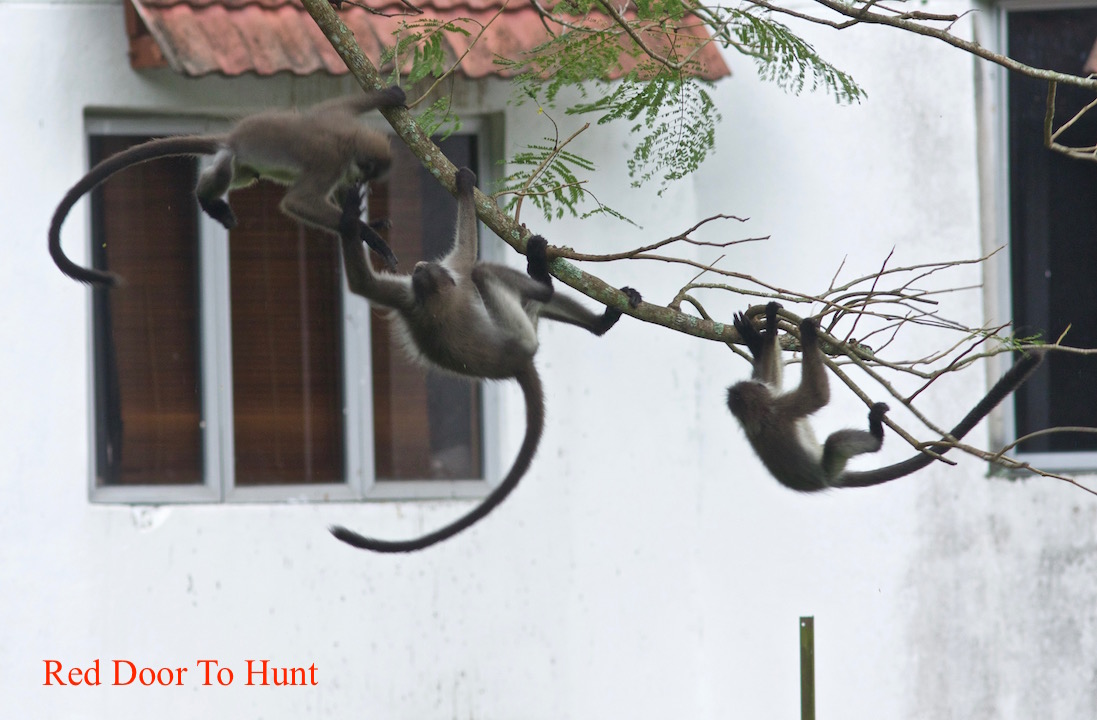RED Door To Hunt: Lotong Chenekeh ~ White-thighted Surili ~ Presbytis ...