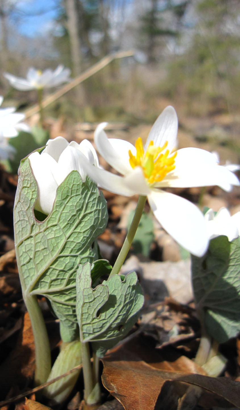 66 Square Feet (Plus): Bloodroot
