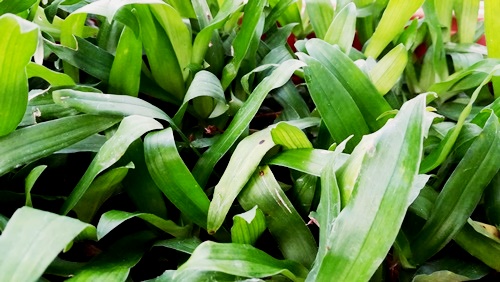 Tanam Rumput Beijing | Rumput Siti Khadijah