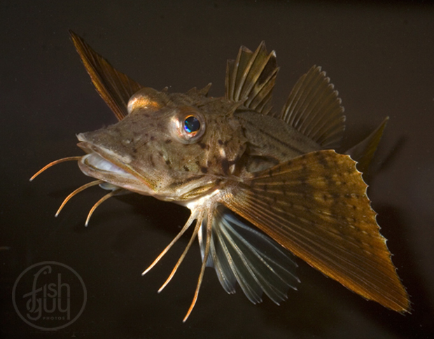 Zookeeper Fossils: December 2015