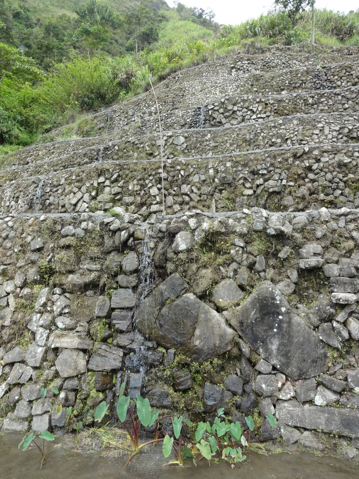 Developments in rural areas across the world: Rice, rice and more rice