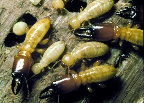 Cara membasmi rayap pada rumah dengan obat anti rayap - Ilmuproyek.com