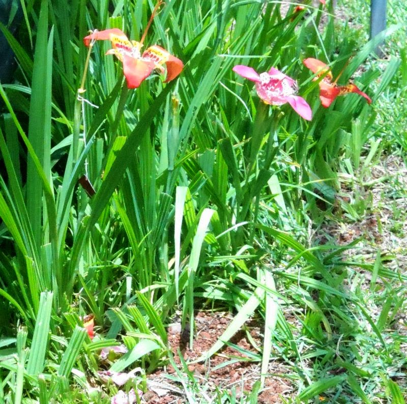 El cuexcomate: Tigridia pavonia: flor de Jaguar