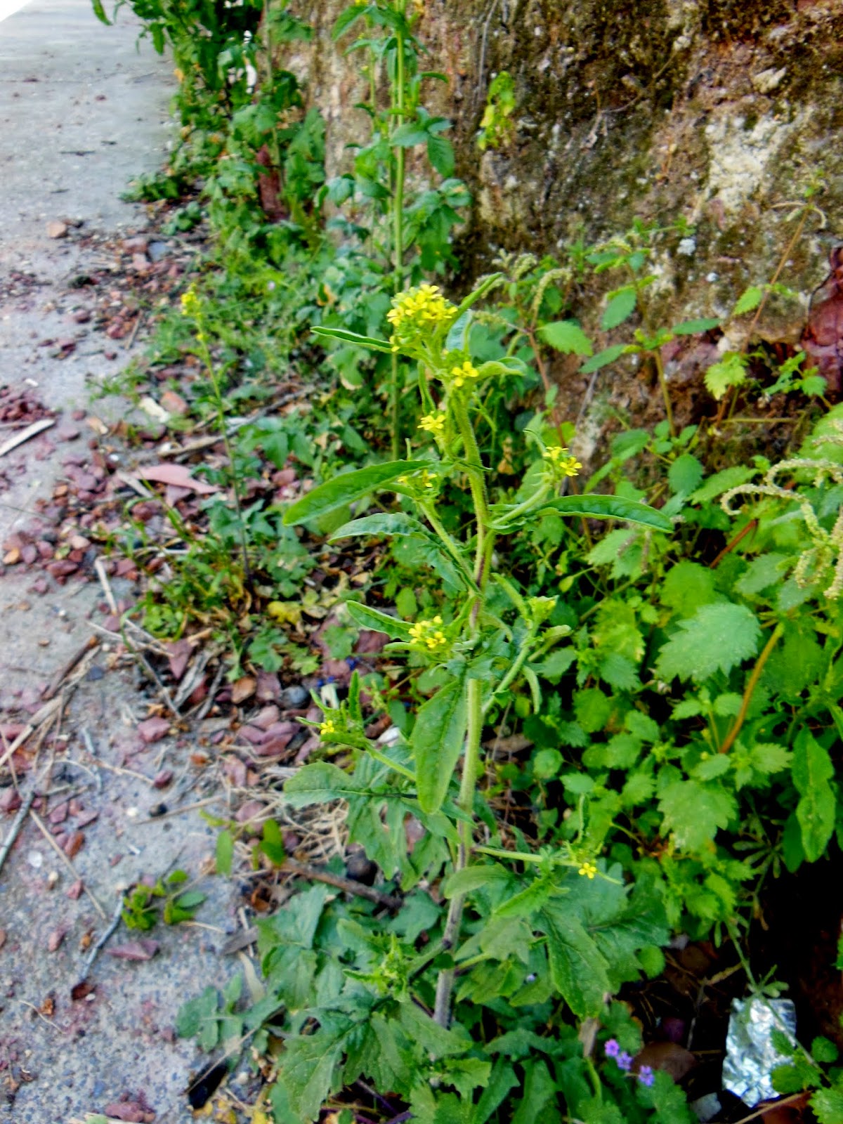 Mi herbario particular: ERÍSIMO (Sisymbrium officinale)