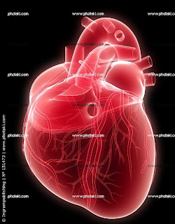 Corazon humano: que es el corazon humano