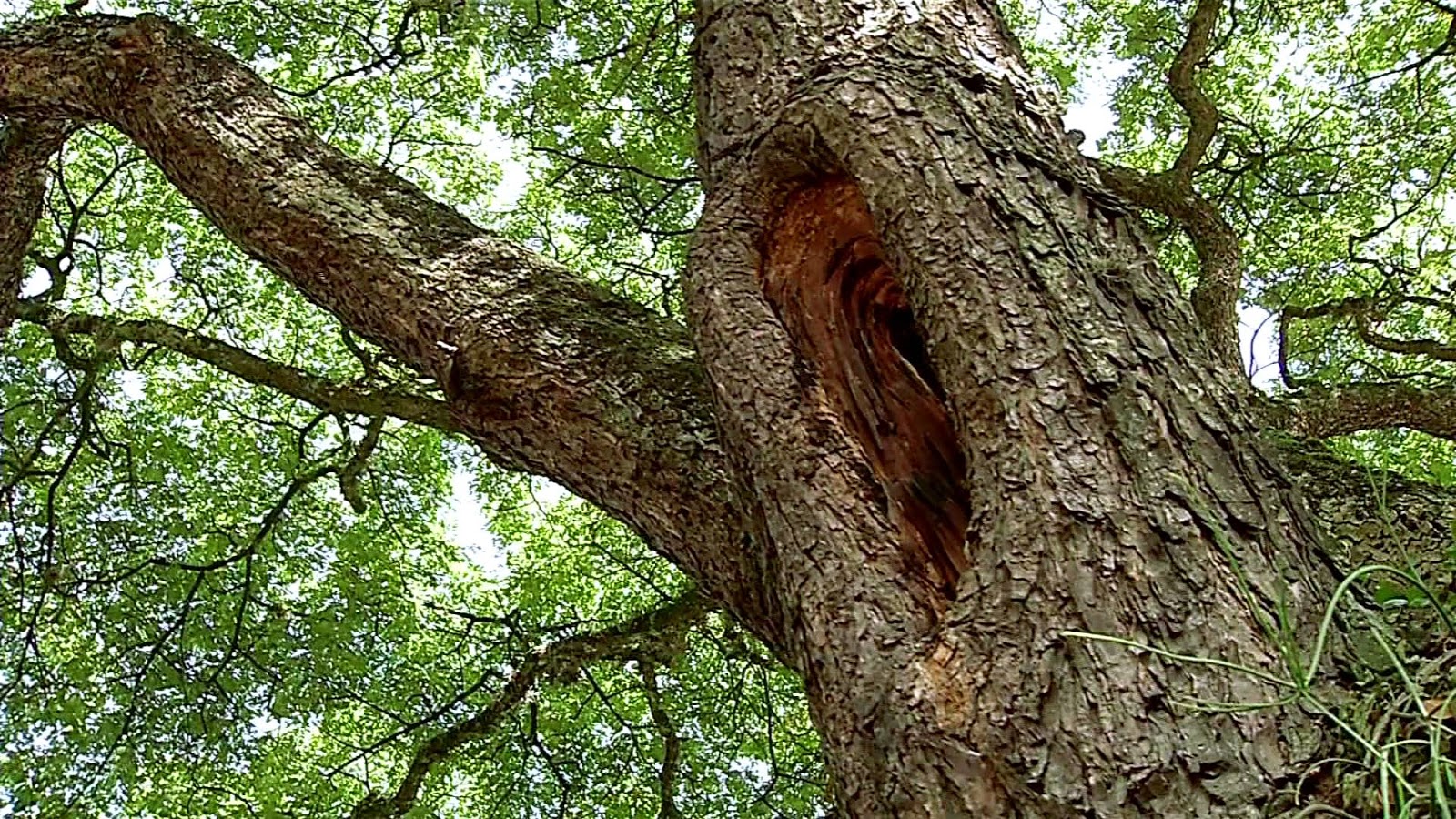 ARBORICORA: Árboles de Caracas: El Samán