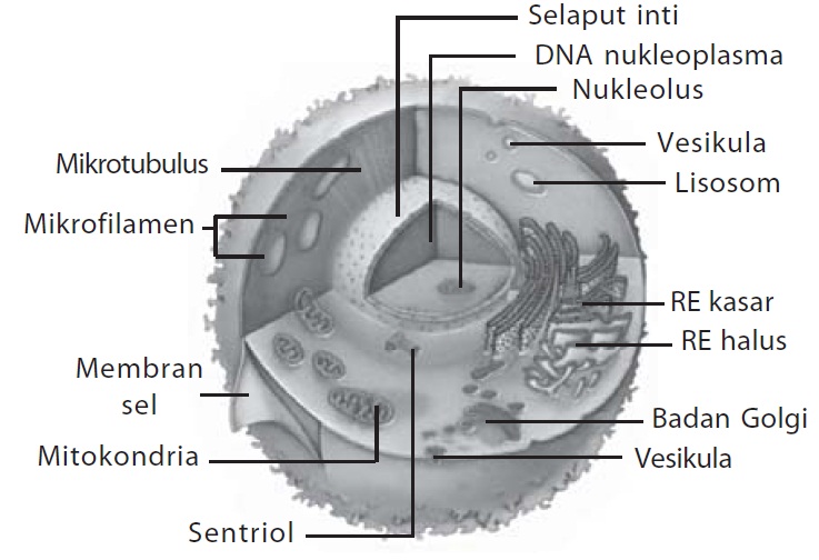 Struktur dan Fungi Sel - MAHKOTA SAINS