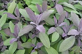 Stony Hill Farms CSA: Potted Sage: Care and Info