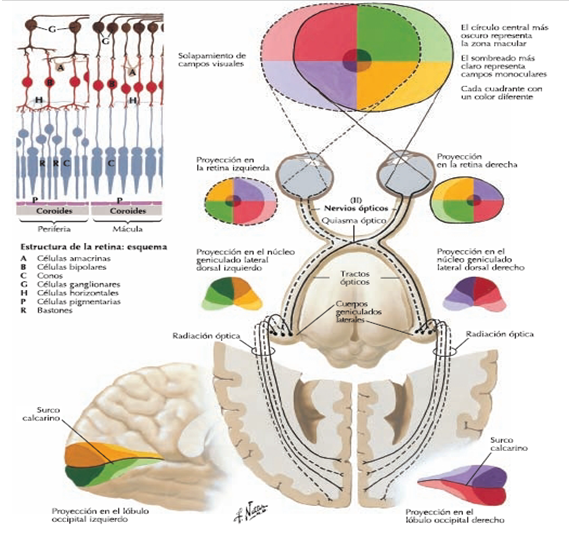 El ojo: Estructura y función: Anatomía de la vía pupilar y óptica