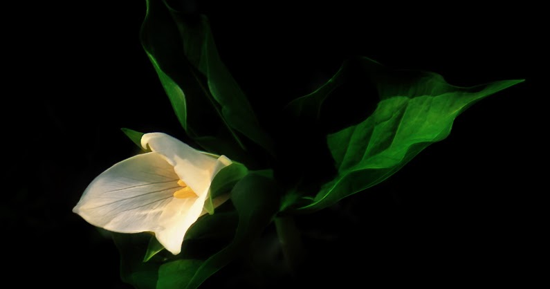 Out of His Mind's Eye: A trillium lights up the forest floor...