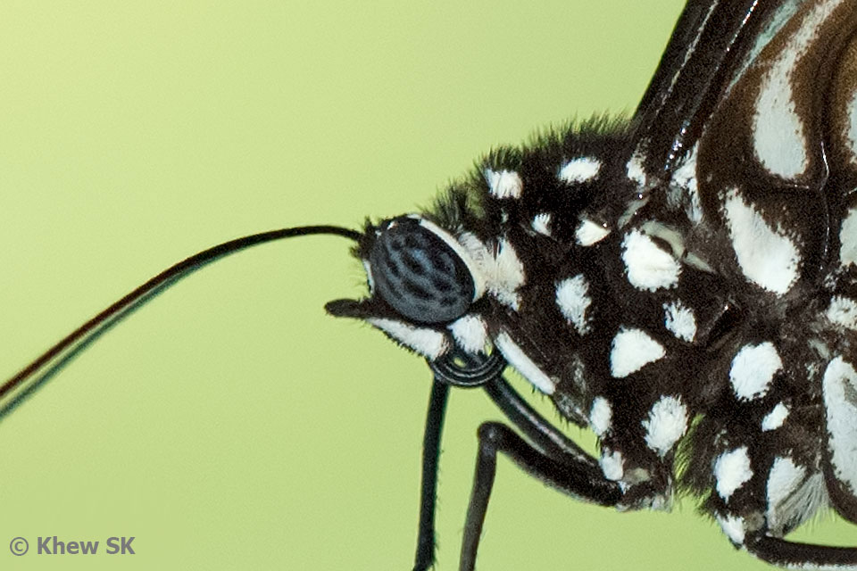 Butterflies of Singapore: The Butterfly Labial Palps