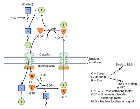 Protein Targeting: Perjalanan Protein Menuju Ke Berbagai Tempat ...