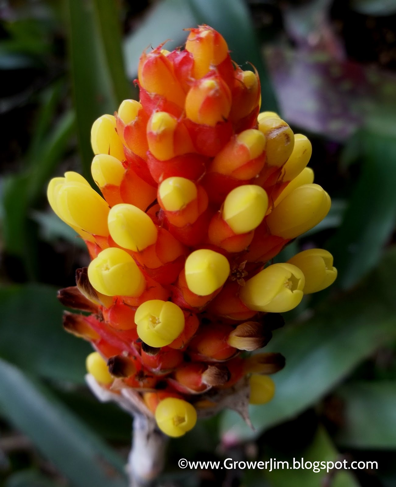 Garden Adventures: Aechmea comata