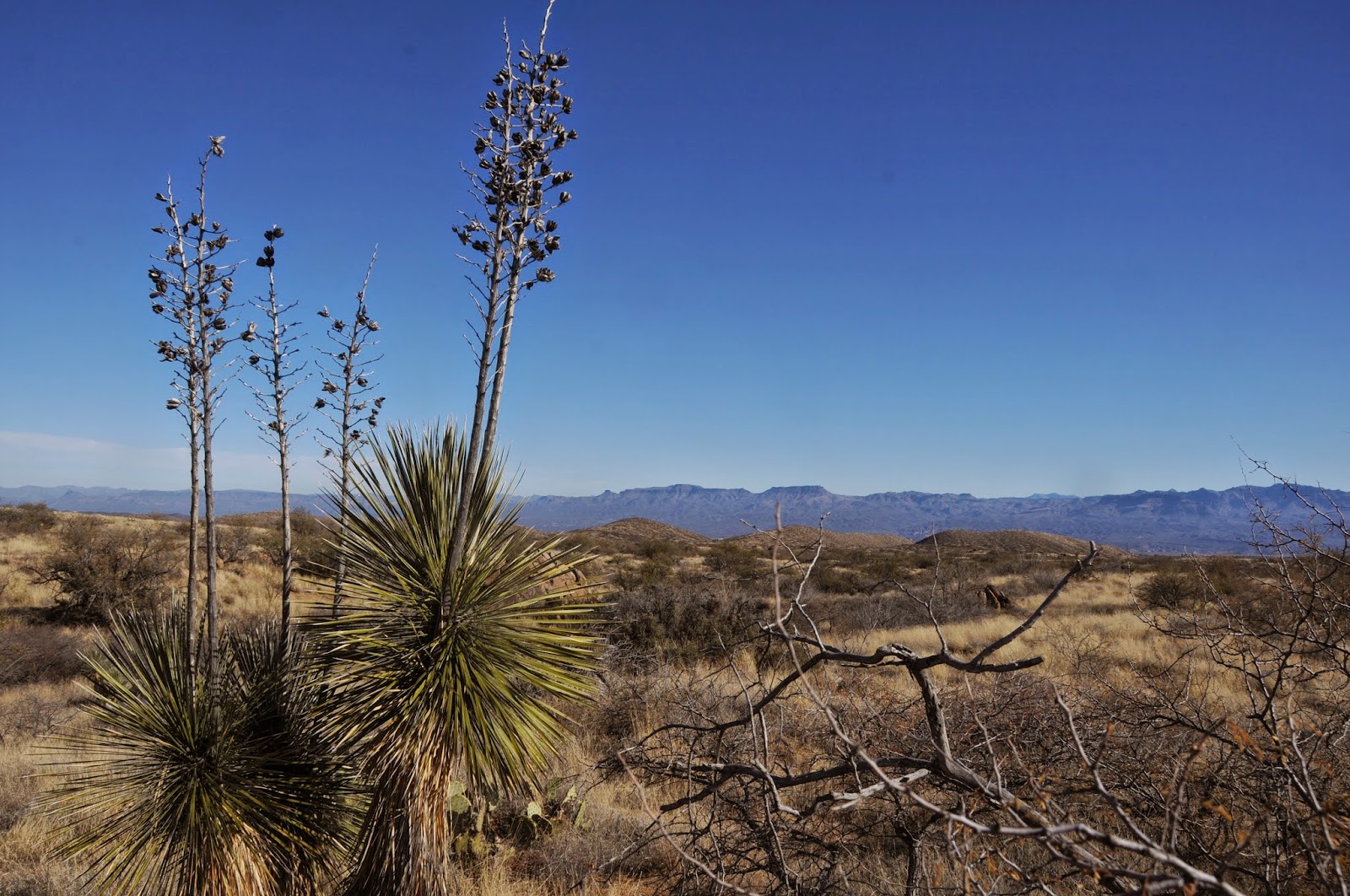 Arizona Hiking: ORACLE STATE PARK TRAILS