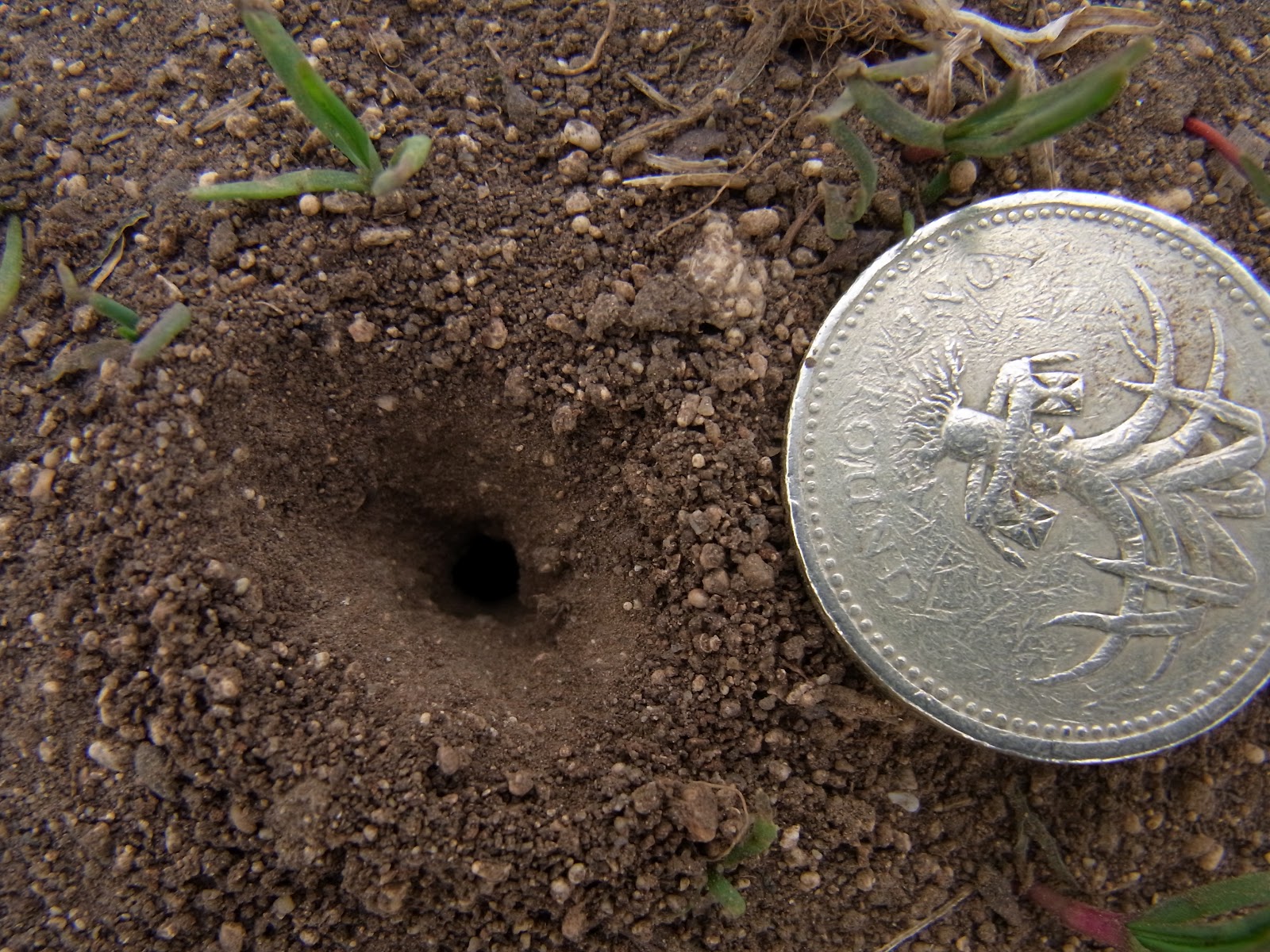 David's Wildlife Photography: Digger wasps?