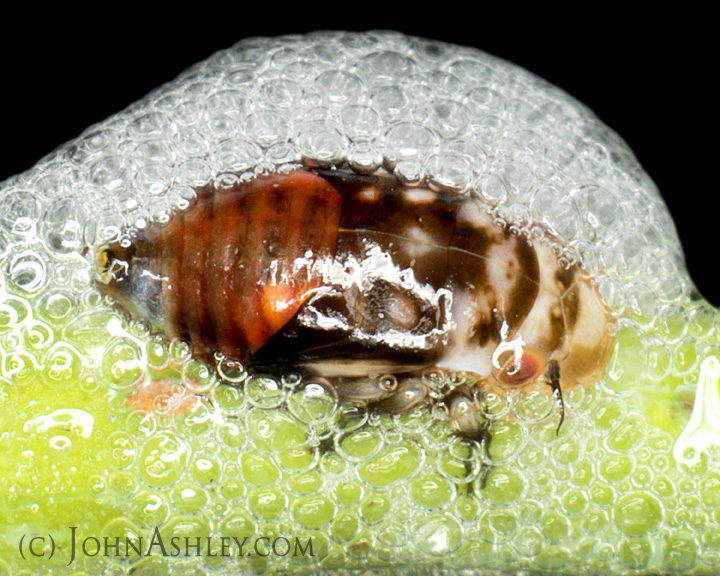 Wild and Free Montana: Young Spittlebugs