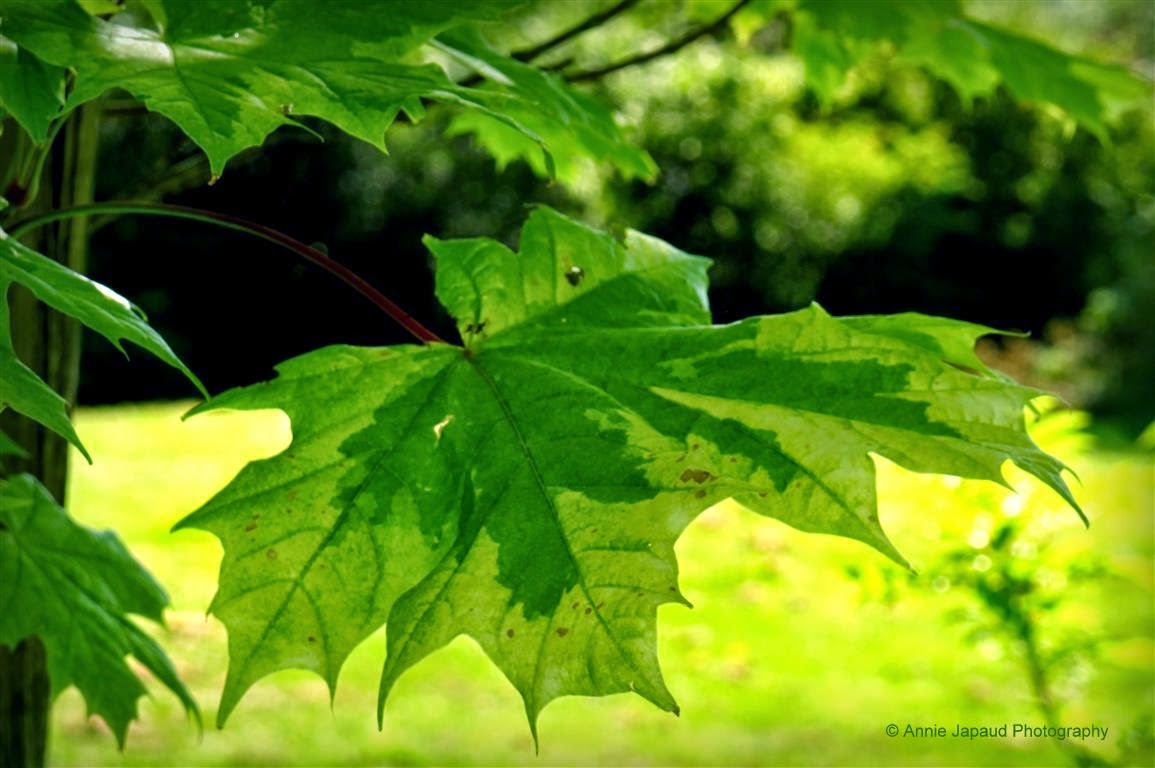 POSTCARDS FROM IRELAND: Oughterard in July