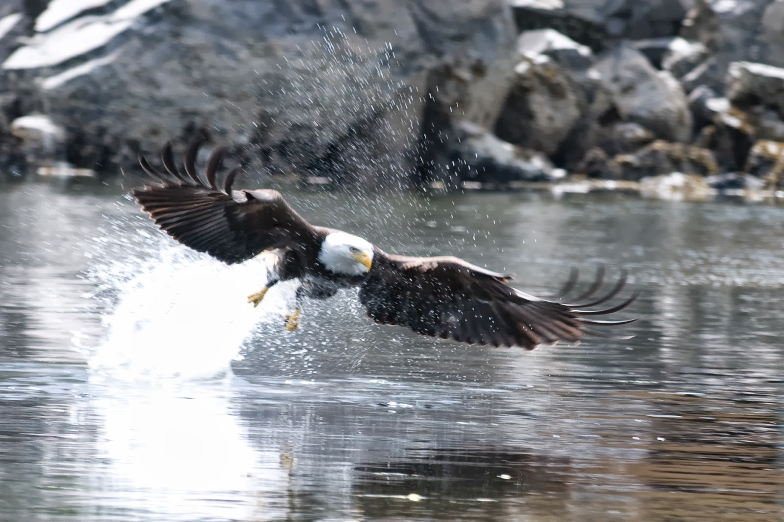 menopausal mumma: Bald Eagle Action Shots by Randal Rodgers