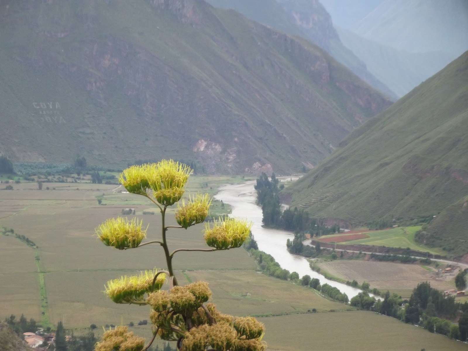 Andy's Fragments: Flowers of the Inca Trail in Peru