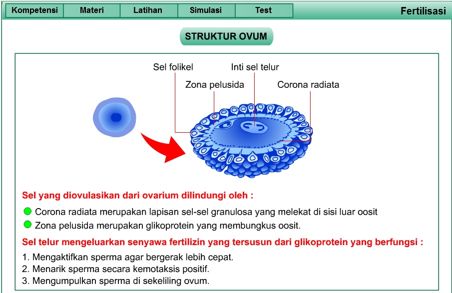 Materi tentang Fertilisasi dan Gestasi beserta contoh soal dan jawaban ...