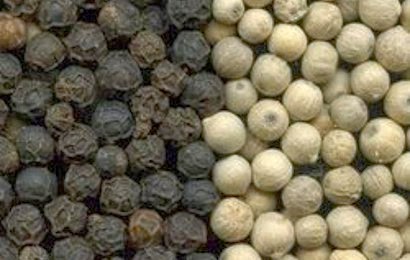 Kandungan Nutrisi dan Manfaat Lada ( Merica ) Bagi Kesehatan | Mudjoko