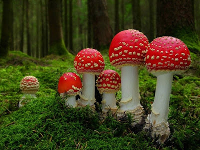 Matamoscas o falsa oronja (Amanita muscaria)