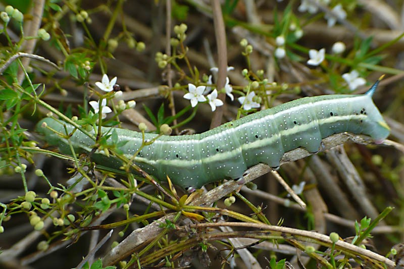 Limousin Photos Nature - Papillons et Chenilles: Macroglossum ...