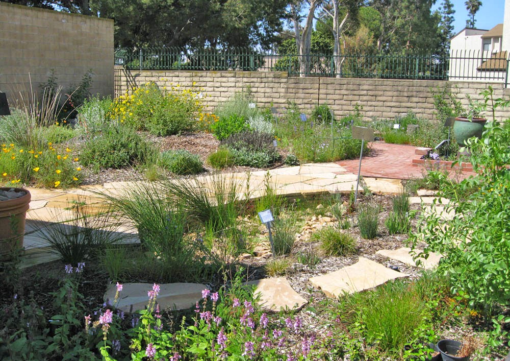 Native Plants at CSU Dominguez Hills: Native Plant Sale - Plants for ...