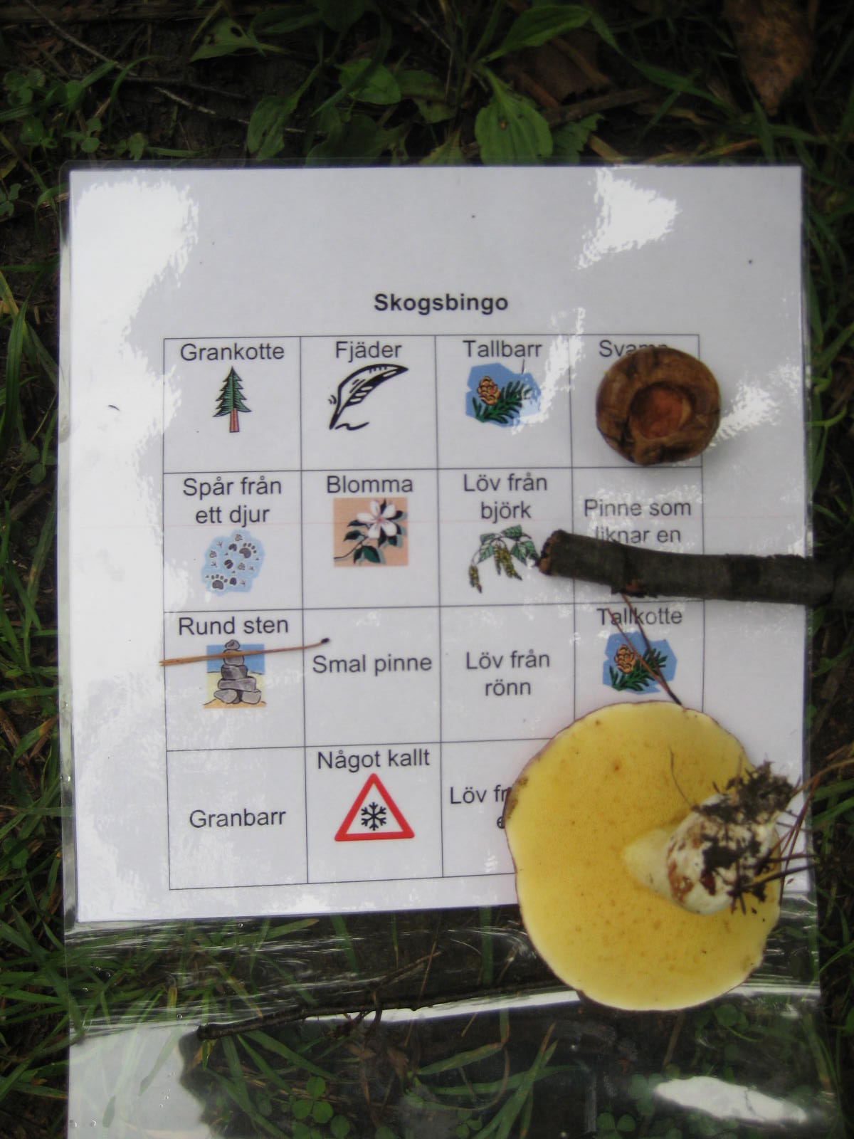 Händer i 4 C och 4 D !: Naturbingo
