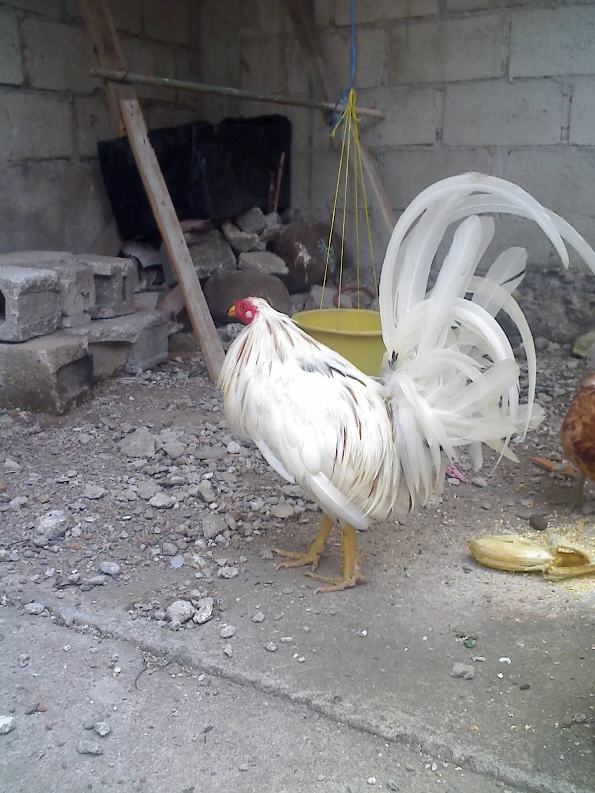Gallos Finos